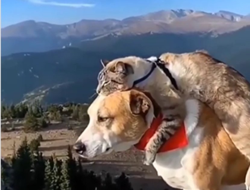 Džek i Rouz životinjskog castva: Pas i mačka uživaju u ljubavi na ...