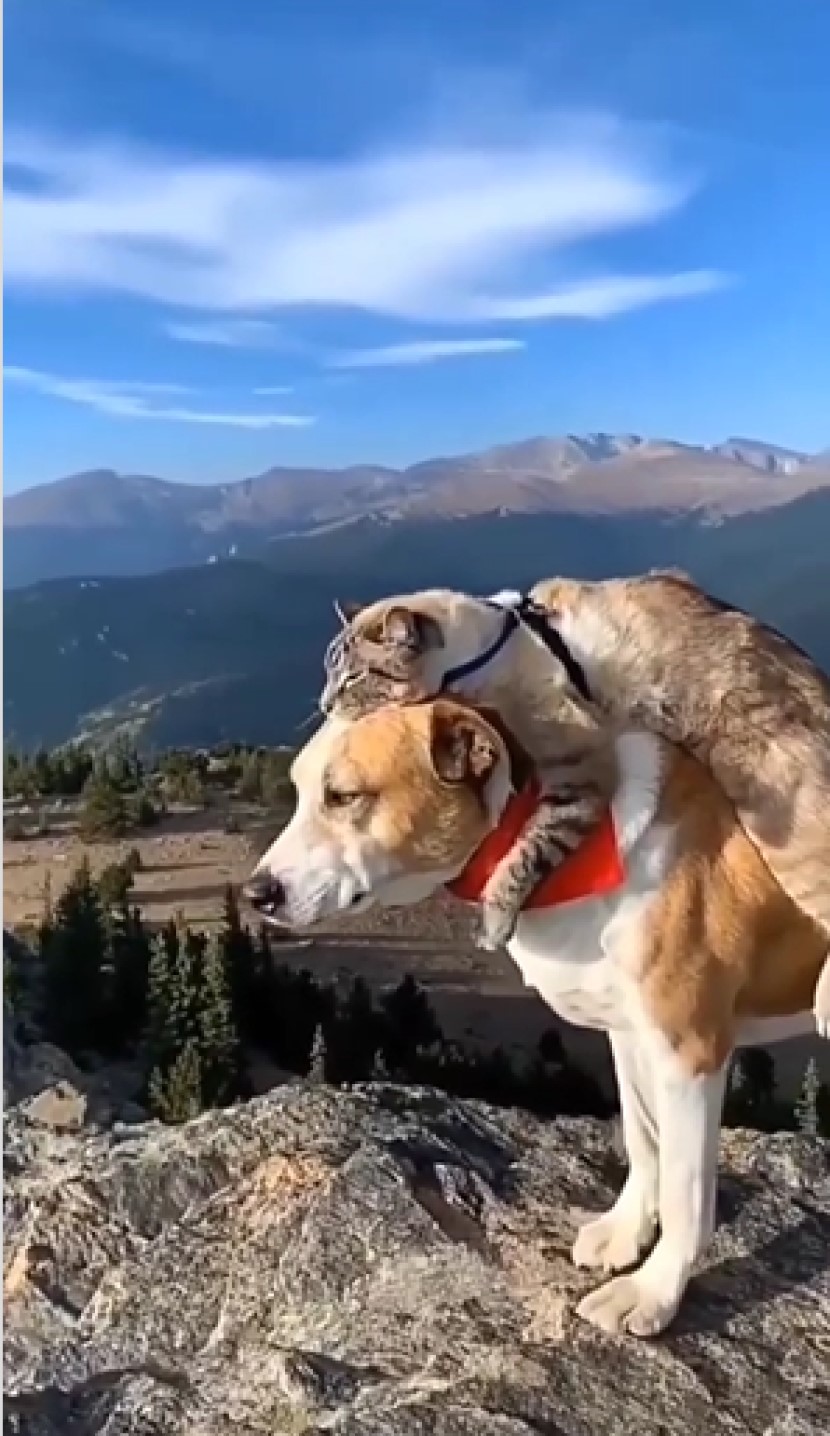 Džek i Rouz životinjskog castva: Pas i mačka uživaju u ljubavi na ...