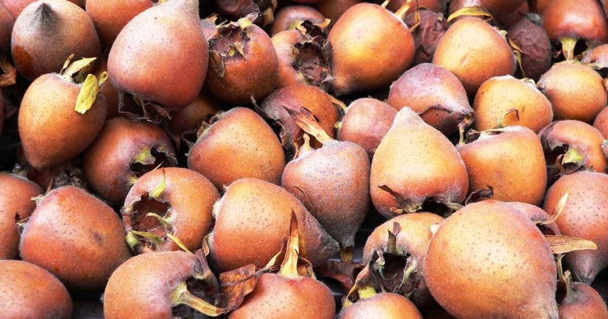 5 prednosti koje ima mušmula: Zaboravljeno voće jača imunitet i ...