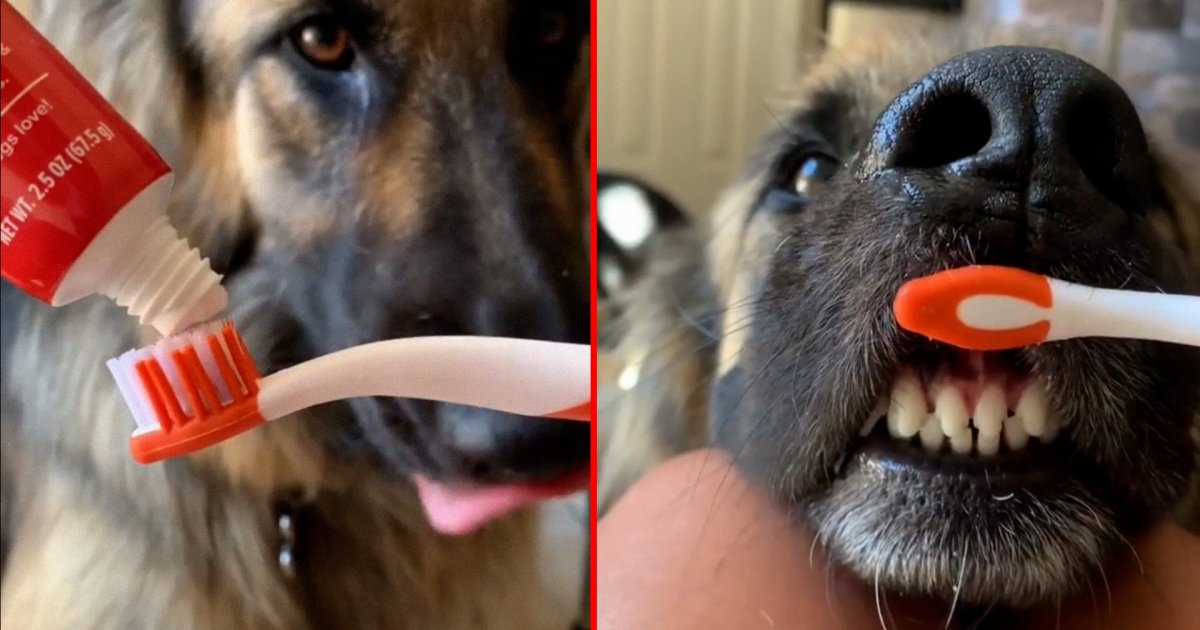 Ovaj vučjak je doslovno shvatio da je mnogo važno znati, kako svako ...