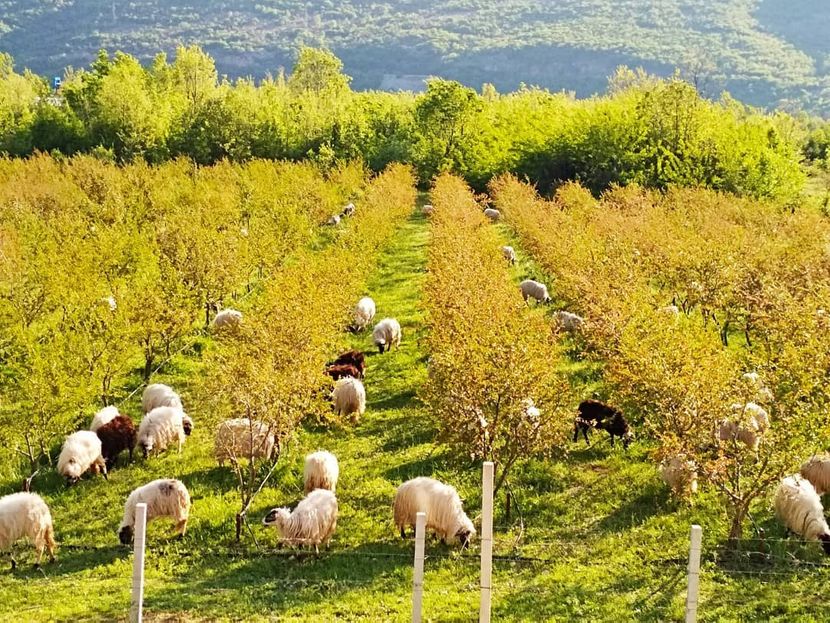 Dabići iz Trebinja jedini na svetu prodaju džem od divljeg nara: Od ...