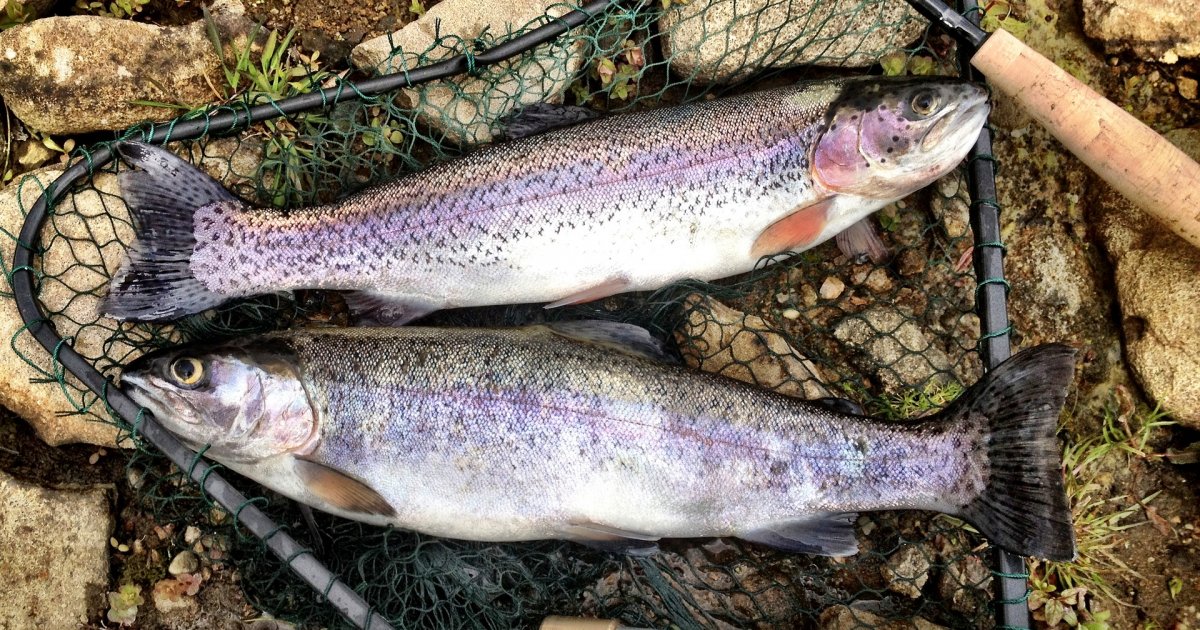 Rečna riba u Srbiji - Telegraf Biznis