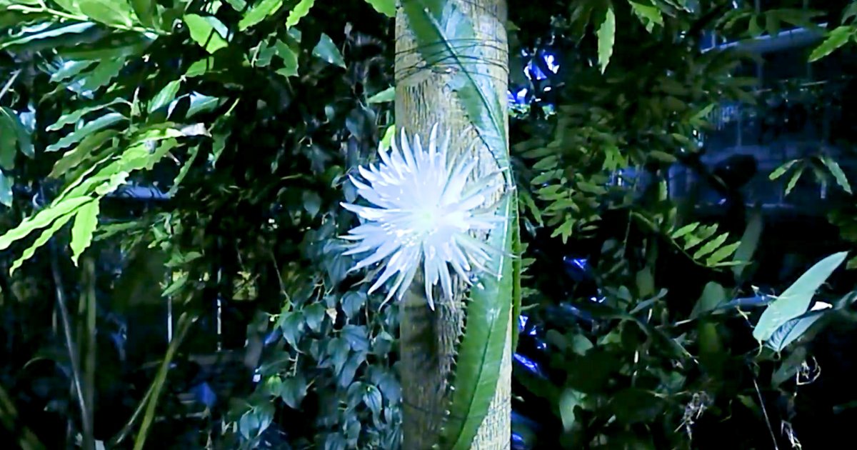 Predivan i redak prizor Mesečevog cveta koji cveta i umire nekoliko ...