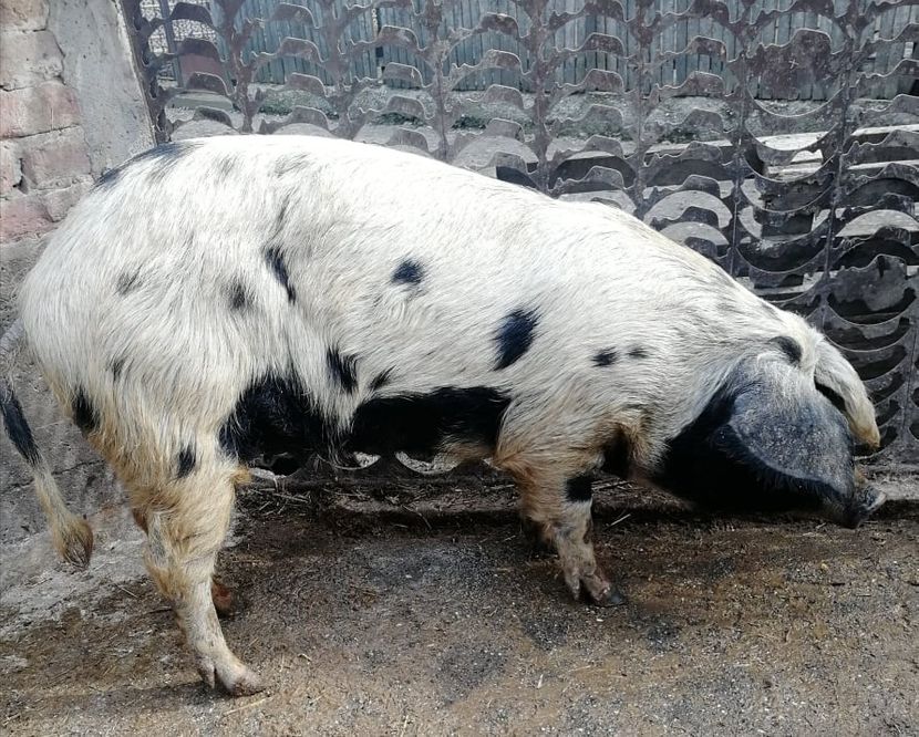 "Meso pegave sorte je najukusnije, svinjarstvo mi je porok": Domaćin iz ...