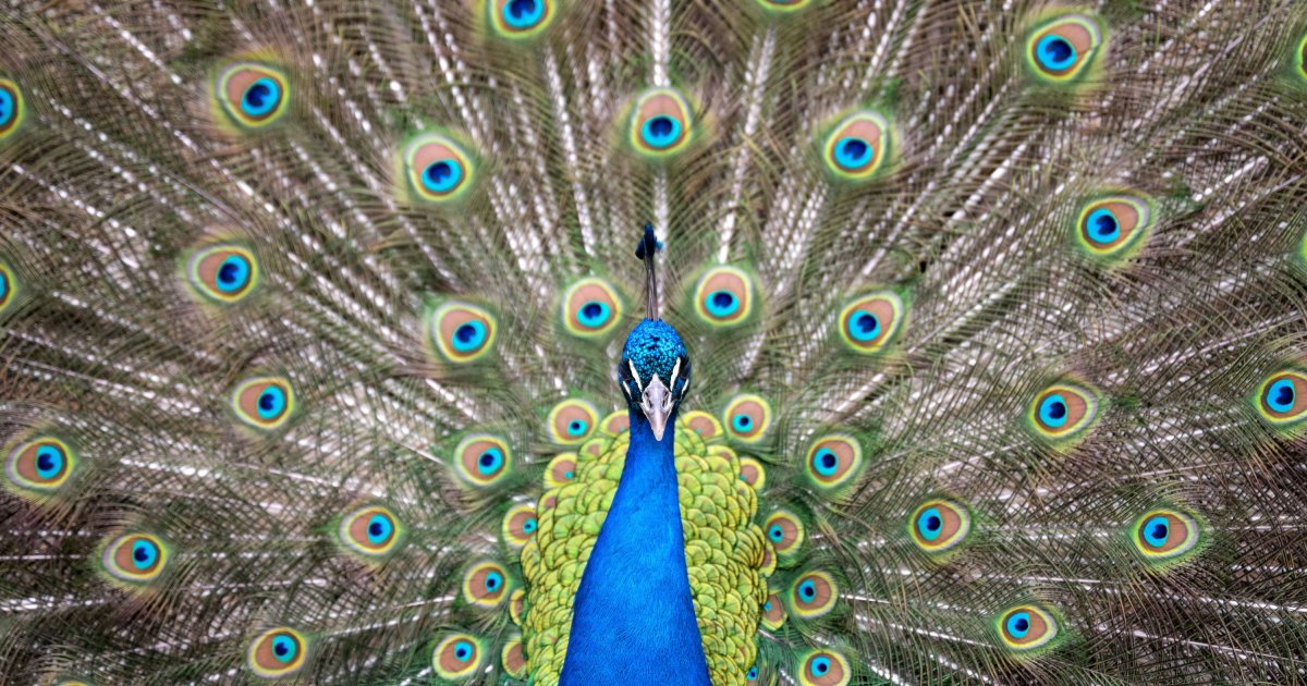 Jedan paun košta i do 60.000 dinara: Evo šta je neophodno za gajenje ...