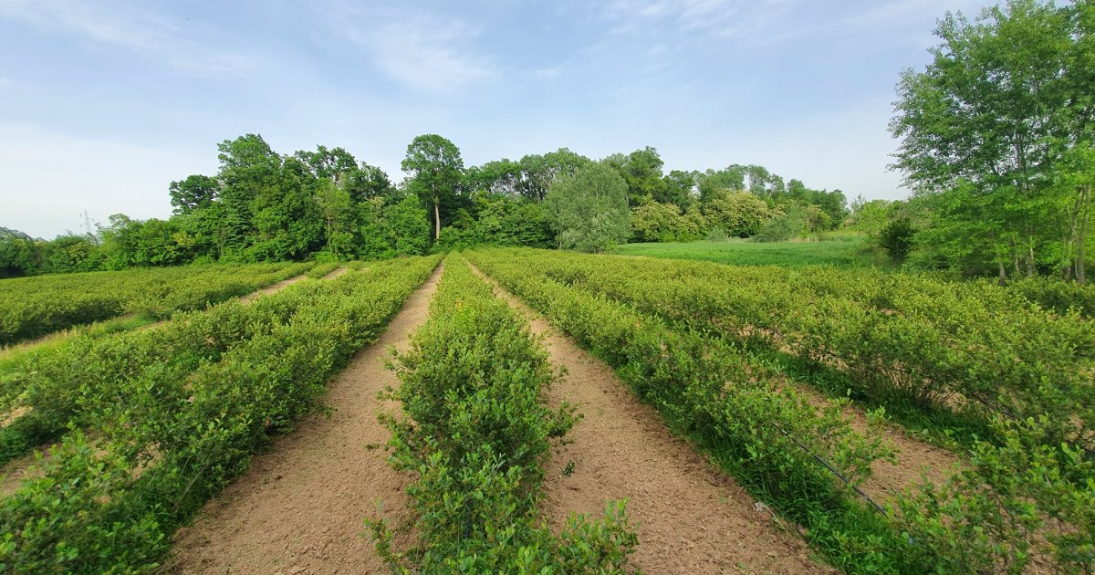 Organska proizvodnja na 21.000 hektara, i u Srbiji sve više tražimo zdravu hranu - Telegraf Biznis
