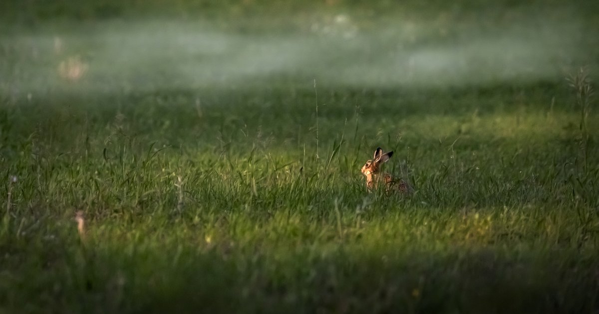 Kada su srećni predu kao mačke, imaju treći kapak i zubi im rastu ...