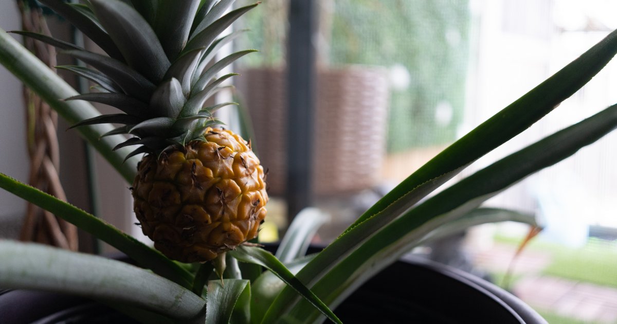 Kako da uzgajate ananas u stanu? Egzotična voćka može lepo da napreduje ...