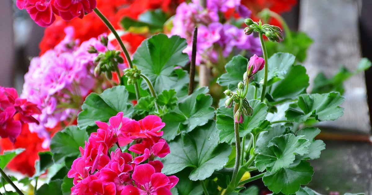 Kako da održavate muškatle zimi - Telegraf.rs