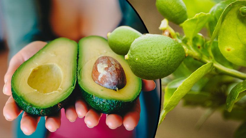 Kako se sadi i uzgaja avokado kod kuće: Ovo zdravo egzotično voće ...