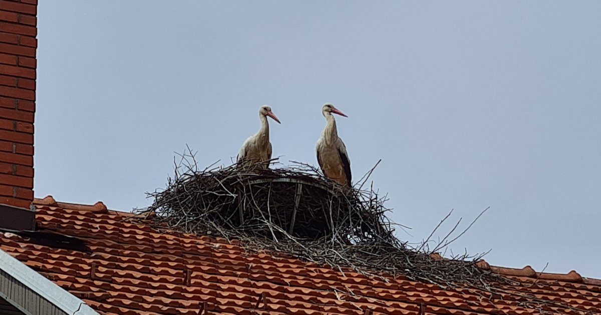 Stanko i Stanojka treće proleće žive na Seleninom krovu: Tu gaje svoju ...