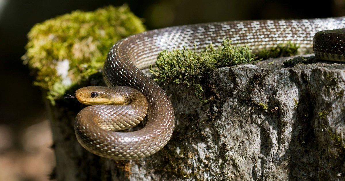 Snimak zmije u veš mašini u Podgorici: Punih 20 dana ukućani delili dom ...