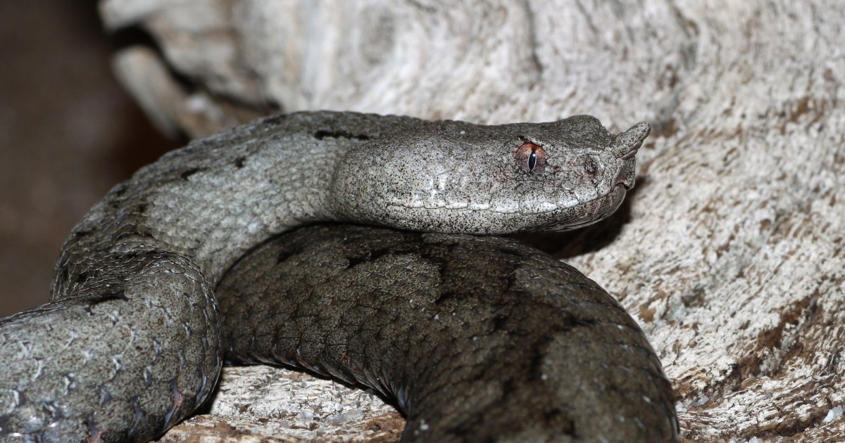 Poskok se uz fasadu popeo na balkon, pa pokušao da uđe u kuću ...