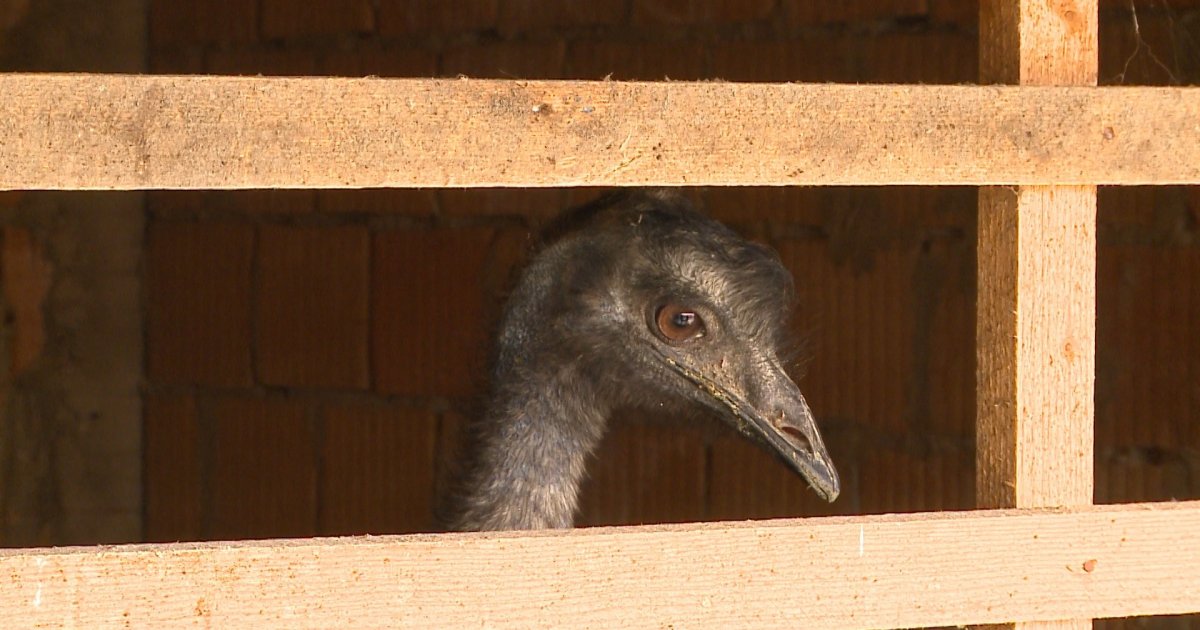 Porodica iz Zrenjanina gaji emue: Ove ptice nose zelena jaja koja ...