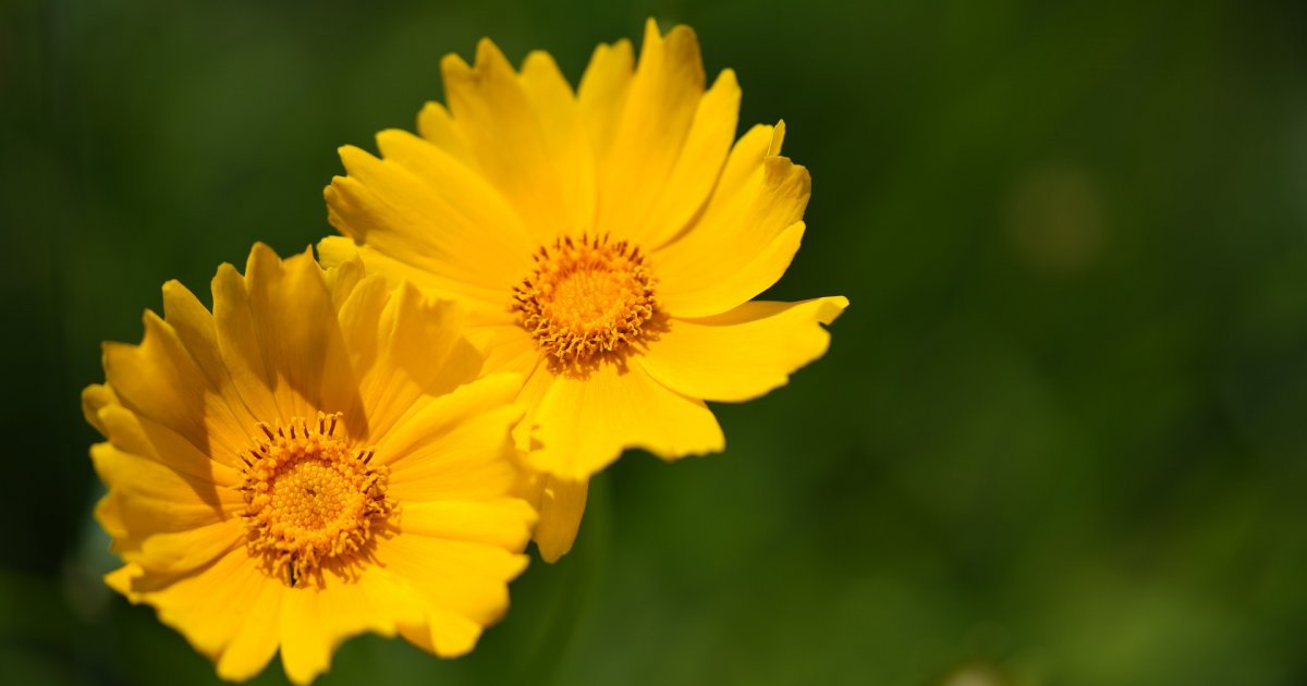 Raskošni cvet, obožava toplo vreme i jako sunce: Devojačko oko je ...