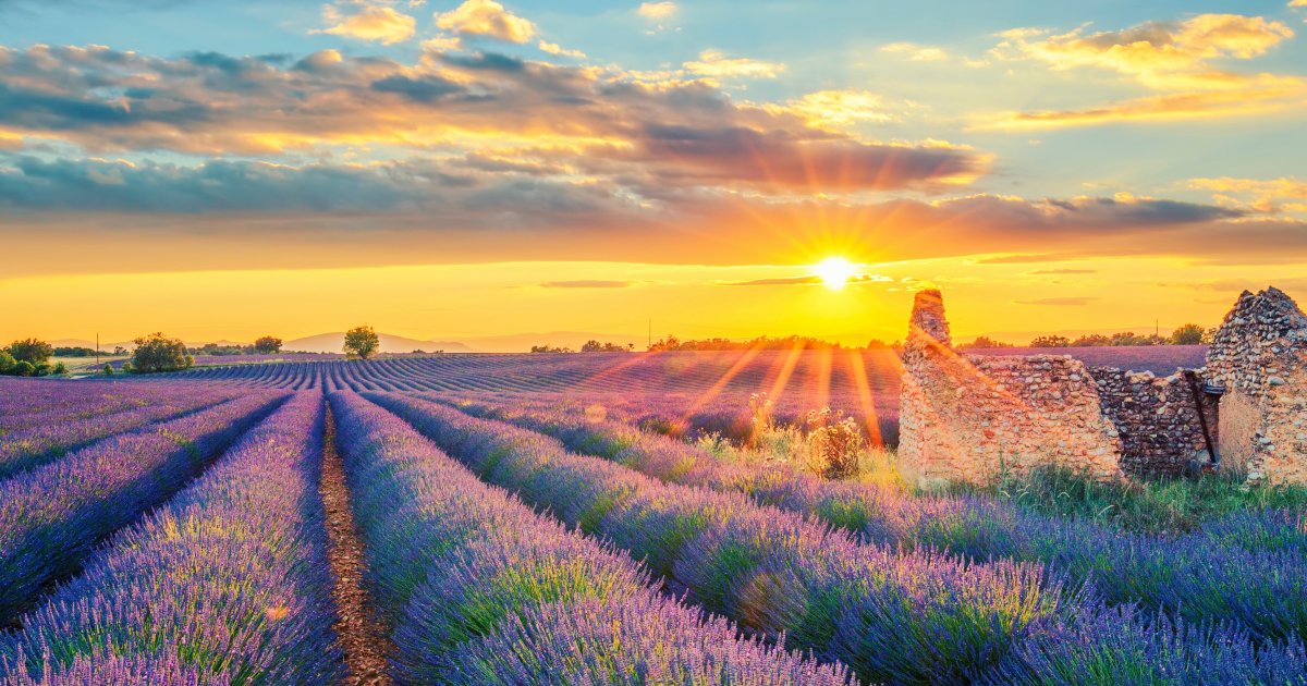 Turistička organizacija Mađarske najavljuje Festival lavande u Tihanju ...
