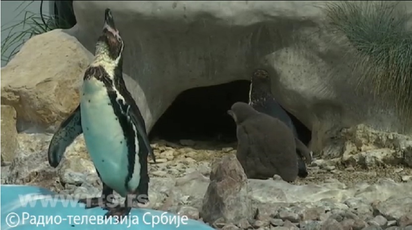 Prava retkost u Beo-zoo vrtu: Izlegao se pingvin, beba još pod budnim ...