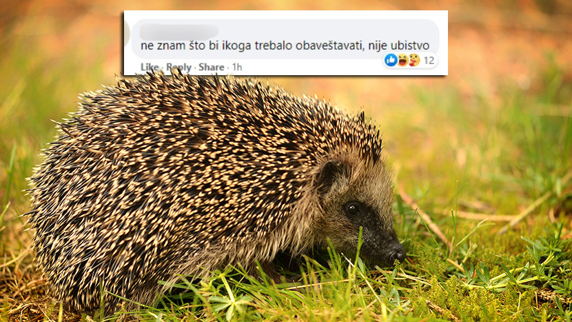 Beograđanka našla mrtvog ježa, na Fejsu se rugali jer je pitala šta da ...