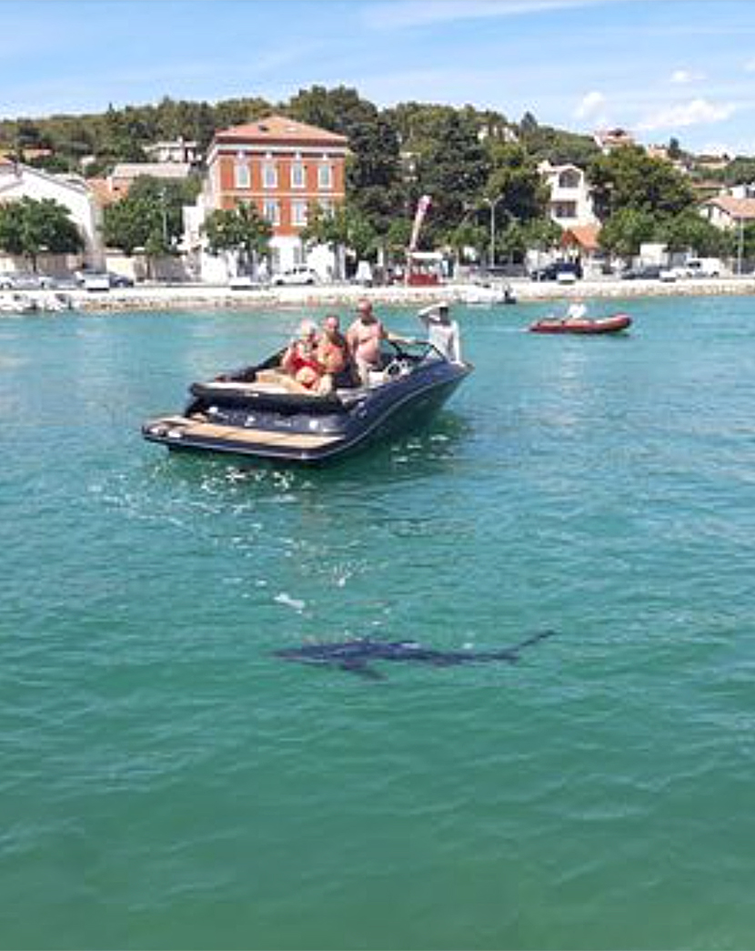 Ajkula snimljena u Jadranskom moru: Ceo dan je plivala uz obalu - Telegraf.rs