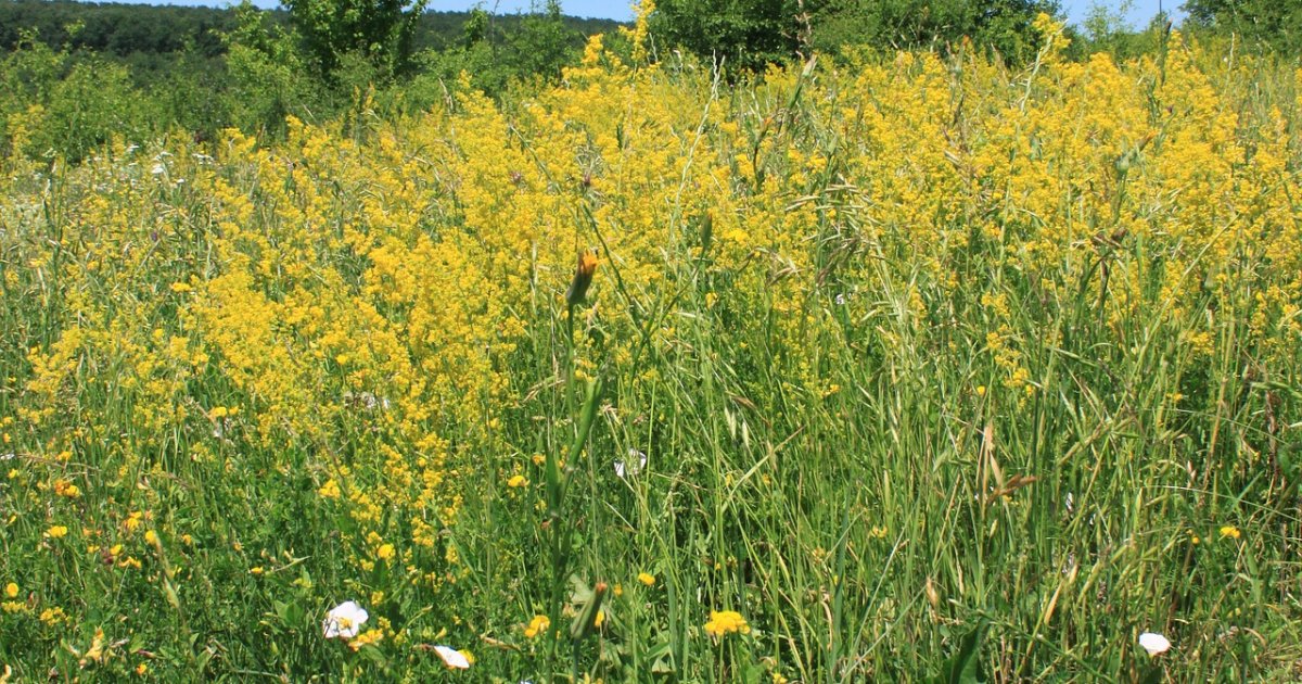 Ivanjsko cveće se smatra Bogorodičinim pomoćnikom: Osim obrednog ima mnoga lekovita svojstva ...