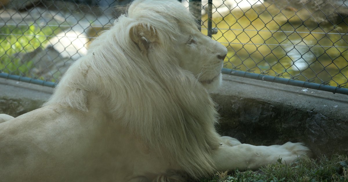 Uginuo beli lav Dušan, najpoznatiji stanovnik Zoo vrta u Boru - Naslovi.net