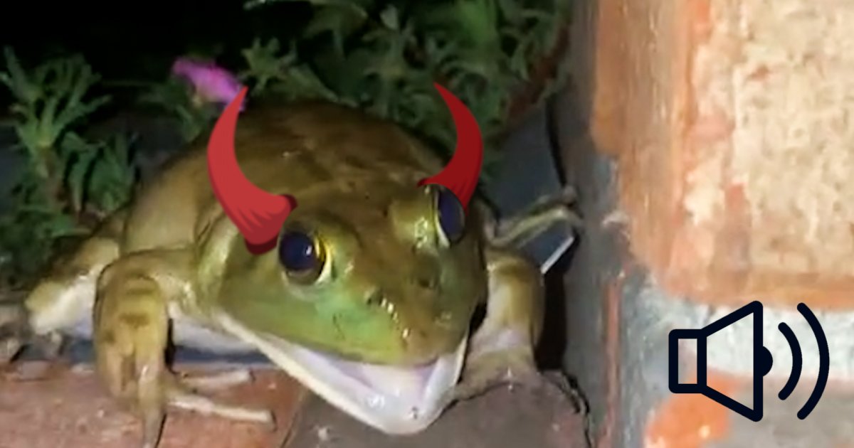 Da li je ovo žaba iz pakla? Liči na đavola, peva, plače i vrišti u isto ...