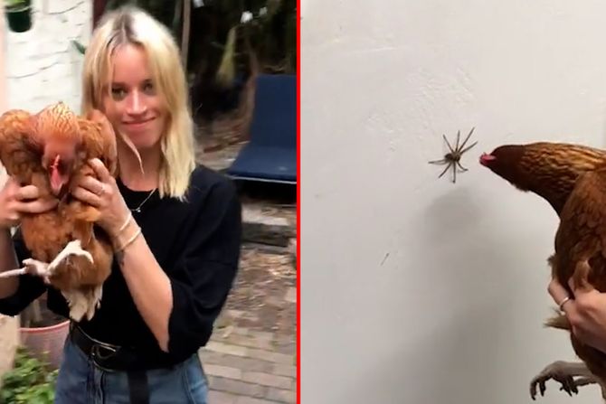 Kokom protiv pauka: Ako ne možete da se rešite ove napasti, nabavite ...