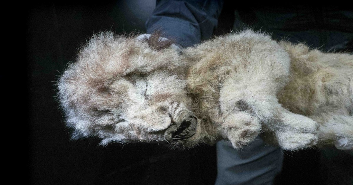 Naborano krzno, očuvani čak i brkovi: Smrznuti pećinski lav pronađen u ...