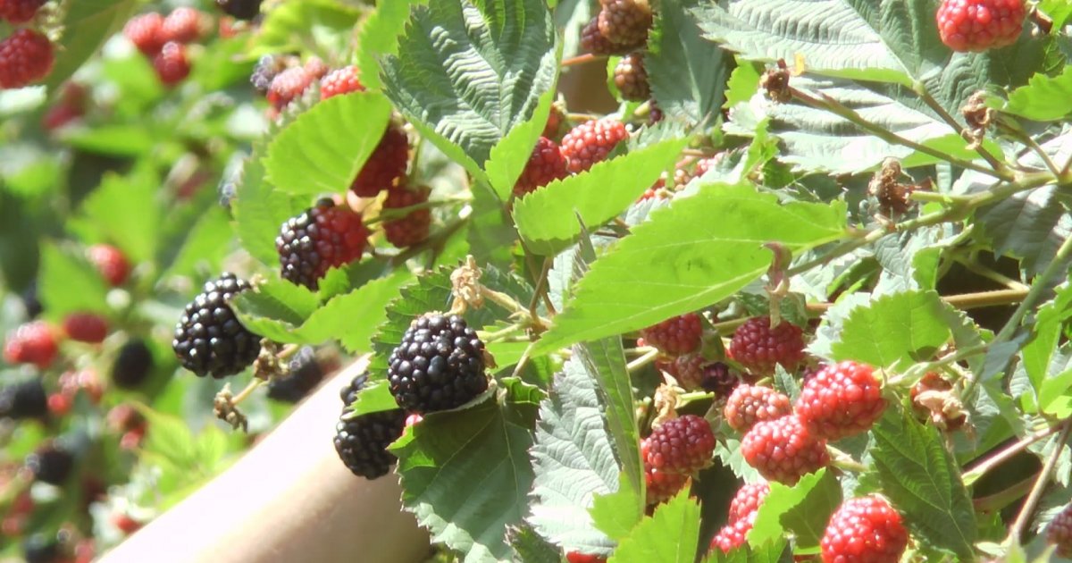 Kupina se traži više od crvenog zlata: Košta 200 dinara po kilogramu, a ...