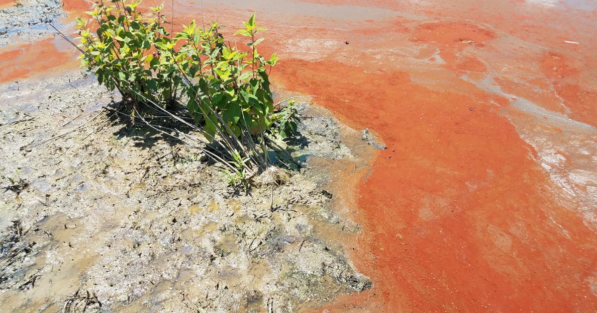 Agencija za zaštitu životne sredine utvrdila zašto je bara kod Loznice ...