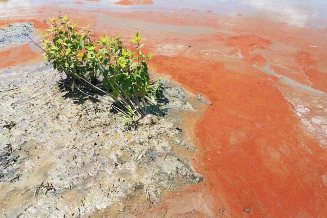 Agencija za zaštitu životne sredine utvrdila zašto je bara kod Loznice ...