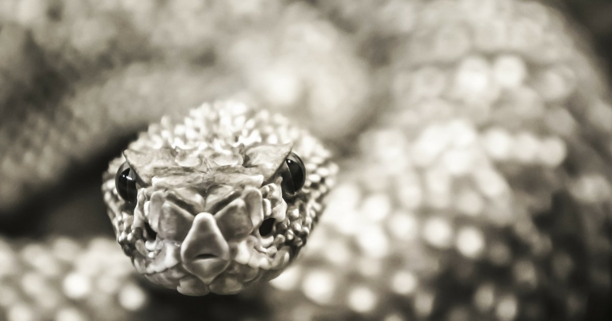 Izuzetno retka zmija koja teško preživljava u divljini: U Teksasu ...