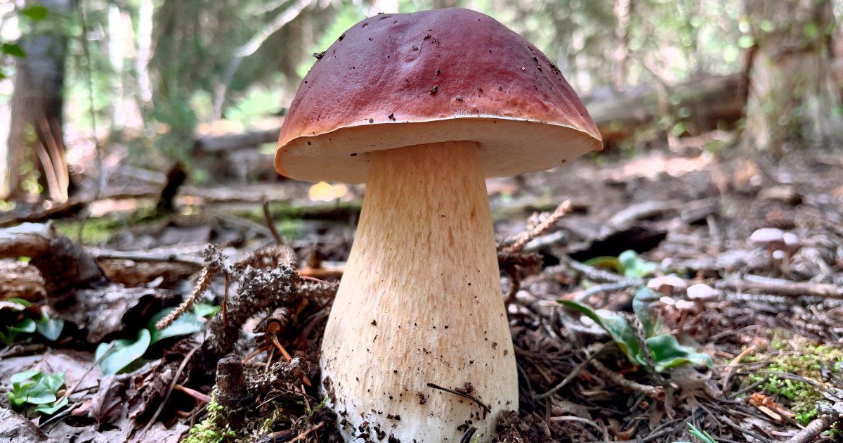 Najveći vrganj pronađen kod Vlasotinca: Ubrana gigantska pečurka ...