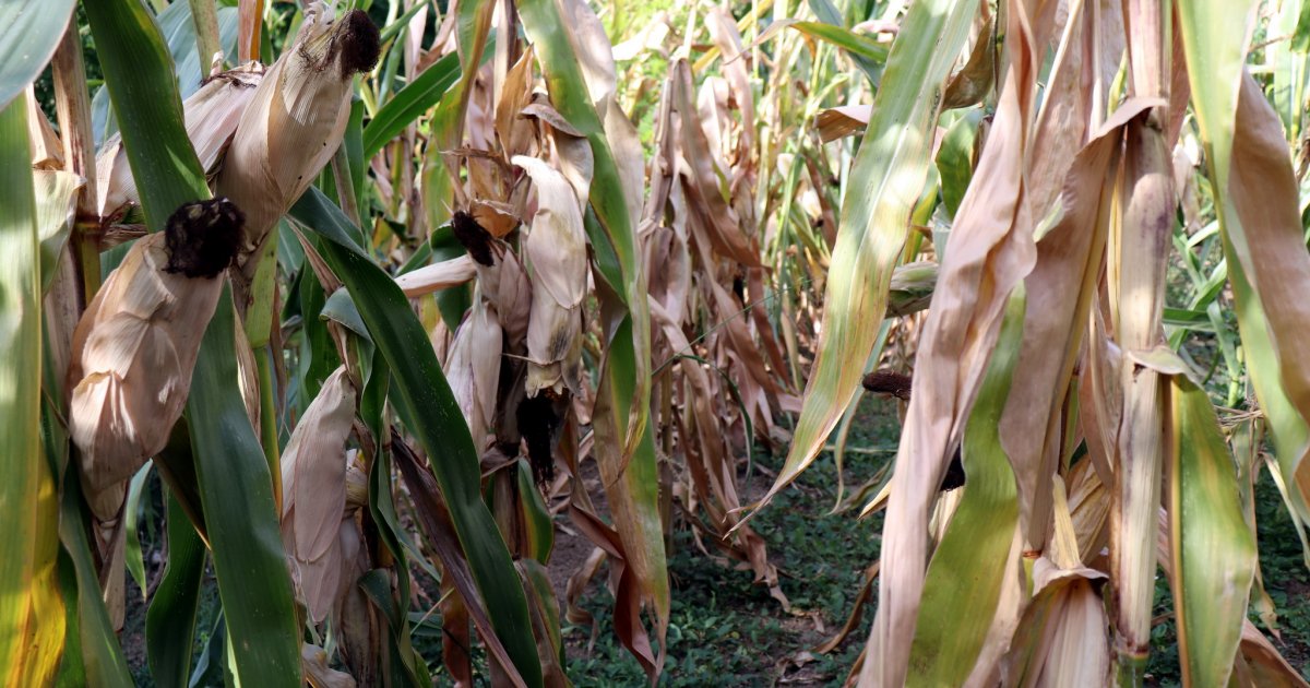 Elderly farmer found valuable Roman objects in Serbian corn field ...