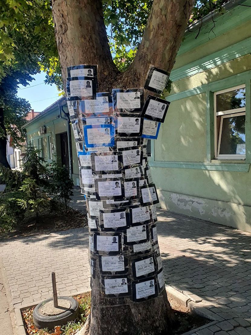 Šta je istina o drvetu punom umrlica u Omoljici? Mnogi pomisle na ...