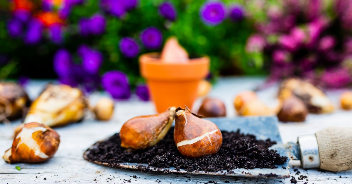 Saveti za jesenju sadnju lukovica: Na proleće će vas dočekati prelepo cveće - Telegraf.rs