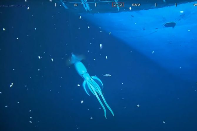 Džinovska "misteriozna" lignja iznenadila naučnike: Zoolozi otkrili ...