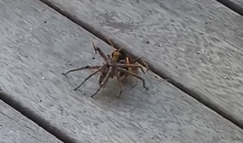 Borba ose i džinovskog pauka: Možete li da naslutite ko je pobednik ...