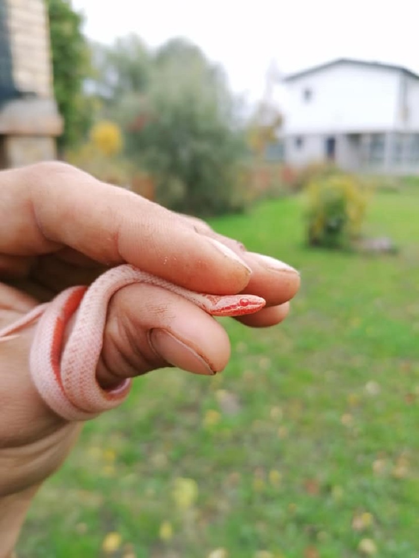 Dragan uhvatio čudnu zmiju: "Možda se istripovala da je albino piton ...