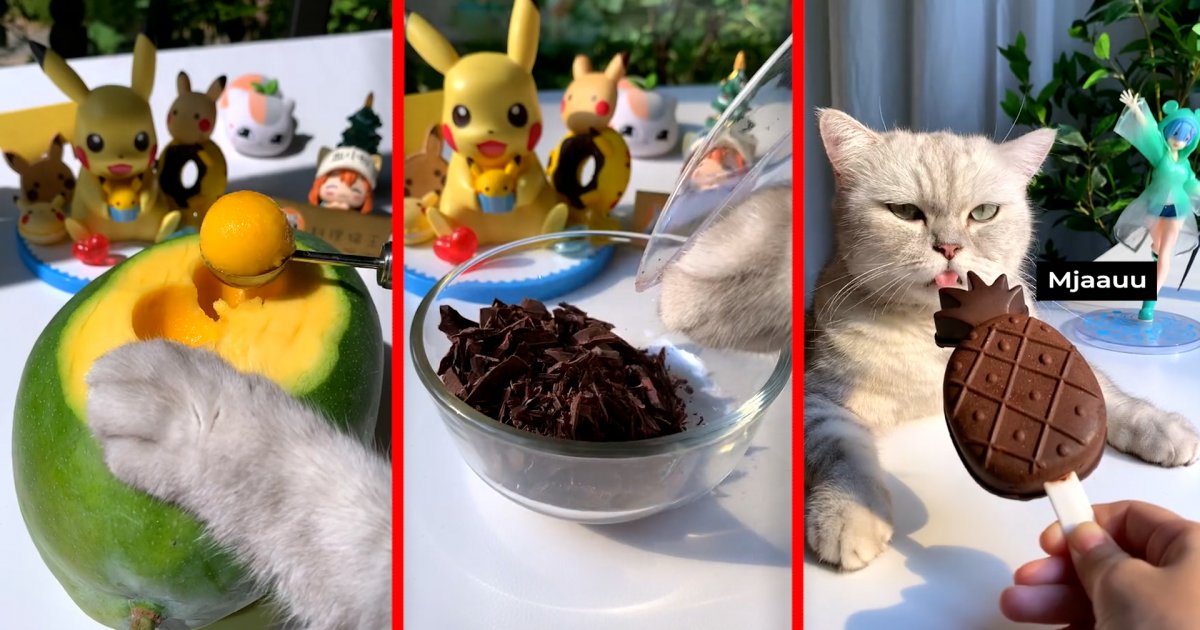 Da li ste za ribu, meso ili pak sladoled dezert: Ovaj mačor je sjajan ...