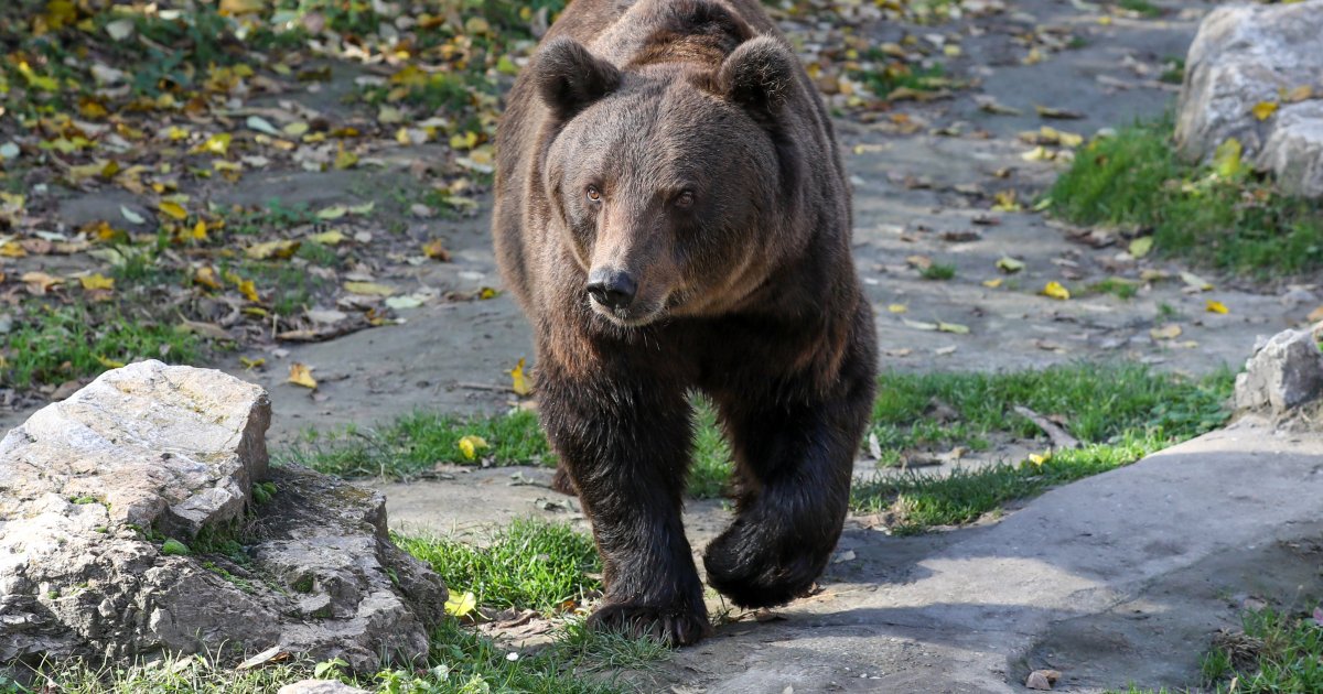 Mrki medved Medeni predviđa brzi dolazak proleća - Telegraf.rs
