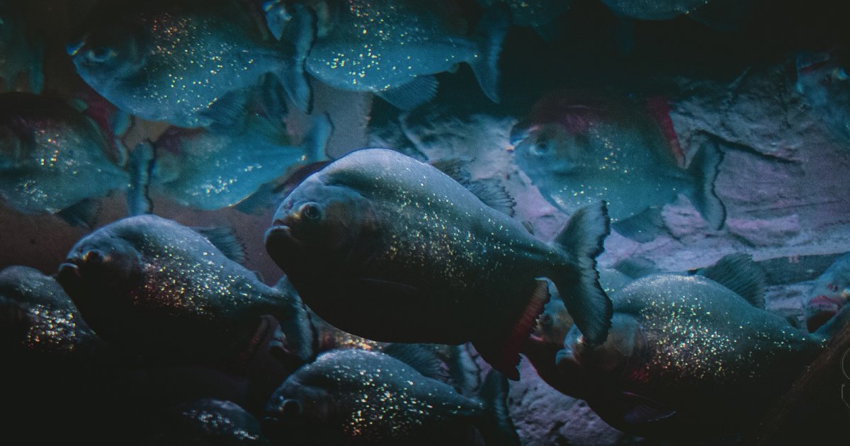 Pirane izujedale turiste u rizortu u Brazilu - Telegraf.rs