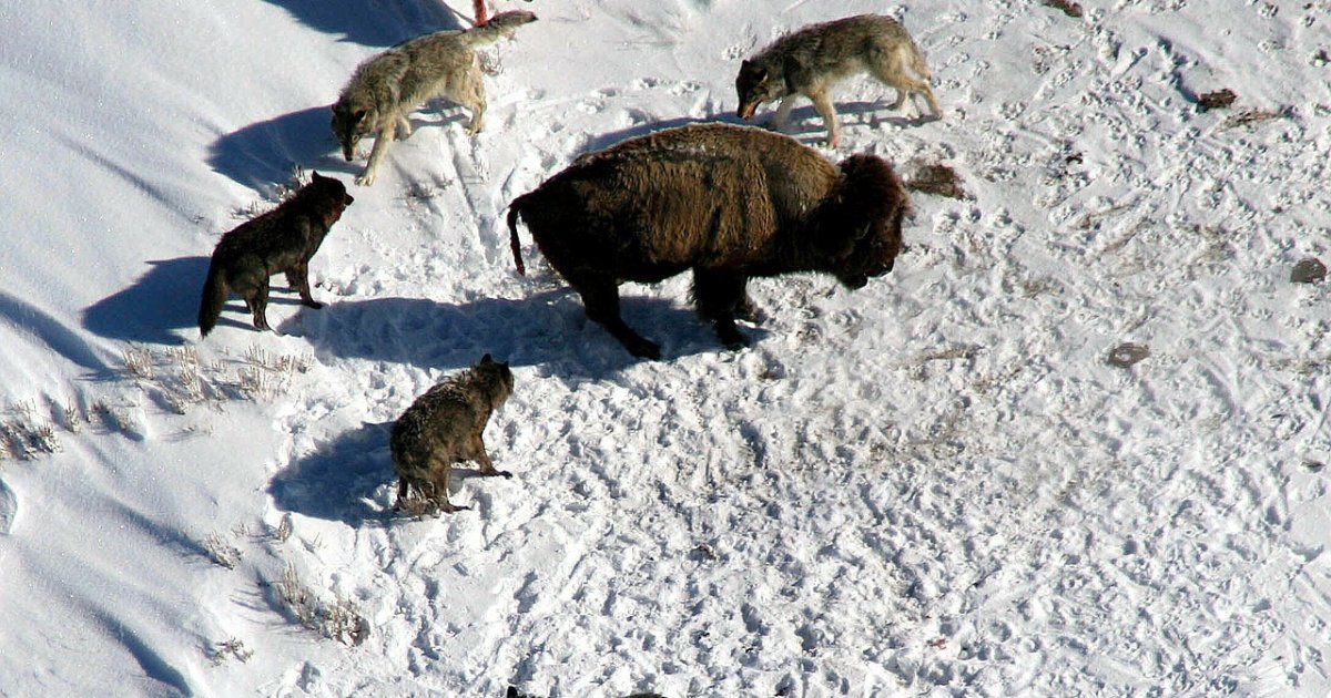 Kako su vukovi spasili Jeloustoun i uspostavili ravnotežu između ...