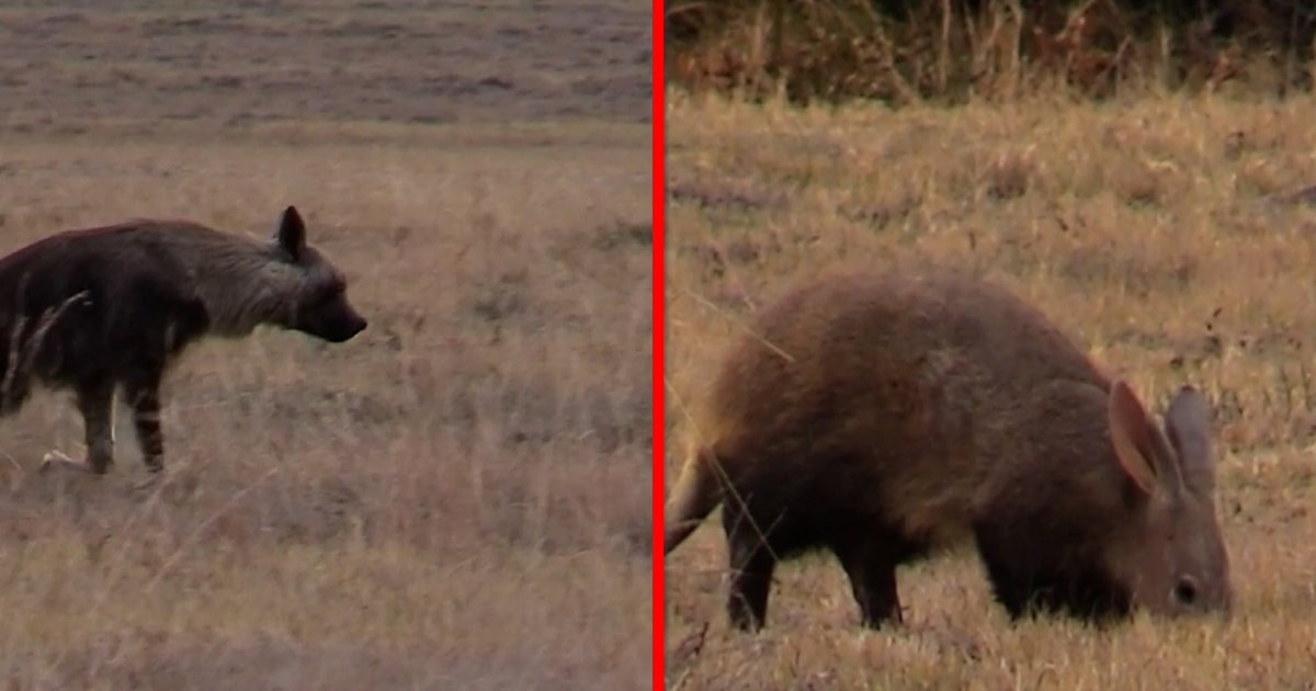 Epska trka za život ili smrt: Mravojed izveo "mađioničarski trik" i ...