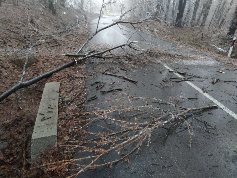 Upozorenje za vozače koji idu preko Fruške gore: Stabla padaju, jedno ... Upozorenje za vozače koji idu preko Fruške gore: Stabla padaju, jedno ...