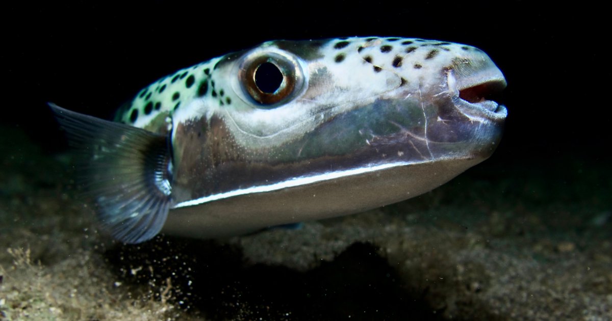 Otrovna riba se širi u Sredozemnom moru, stigla i do Jadrana: Vrlo je ...
