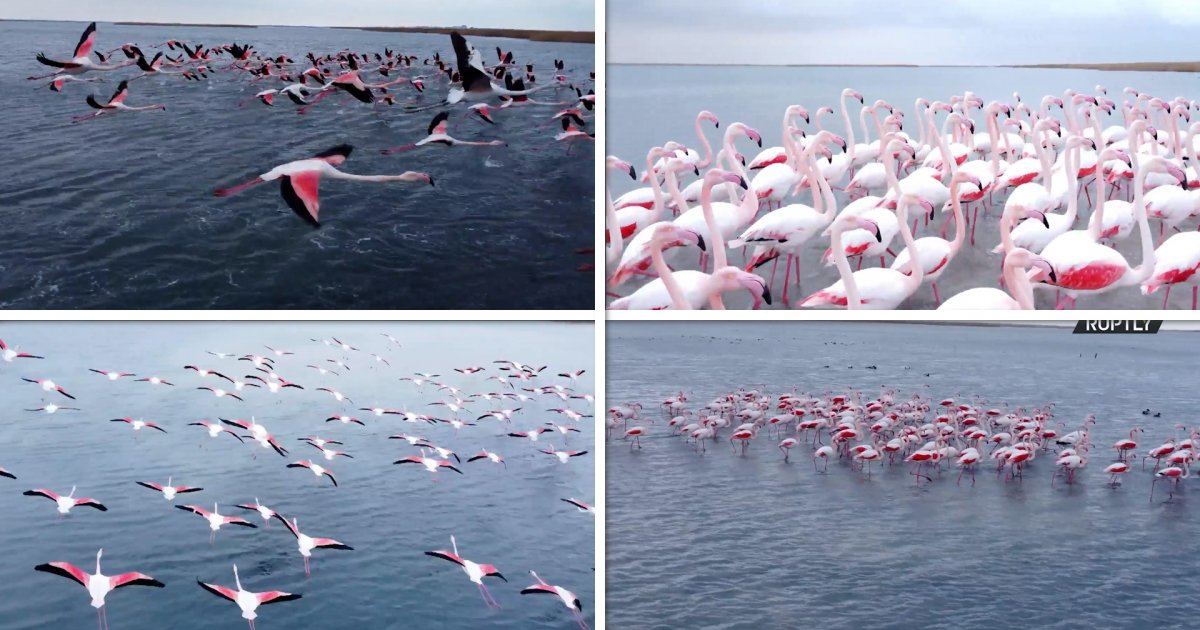 Vratili se prvi vesnici proleća: Flamingosi stigli kući i priredili ...