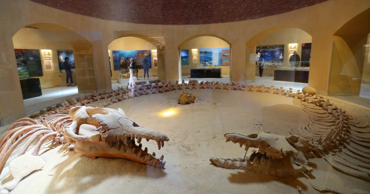 Monumentalna promena u razumevanju evolucione istorije kitova - Nauka ...