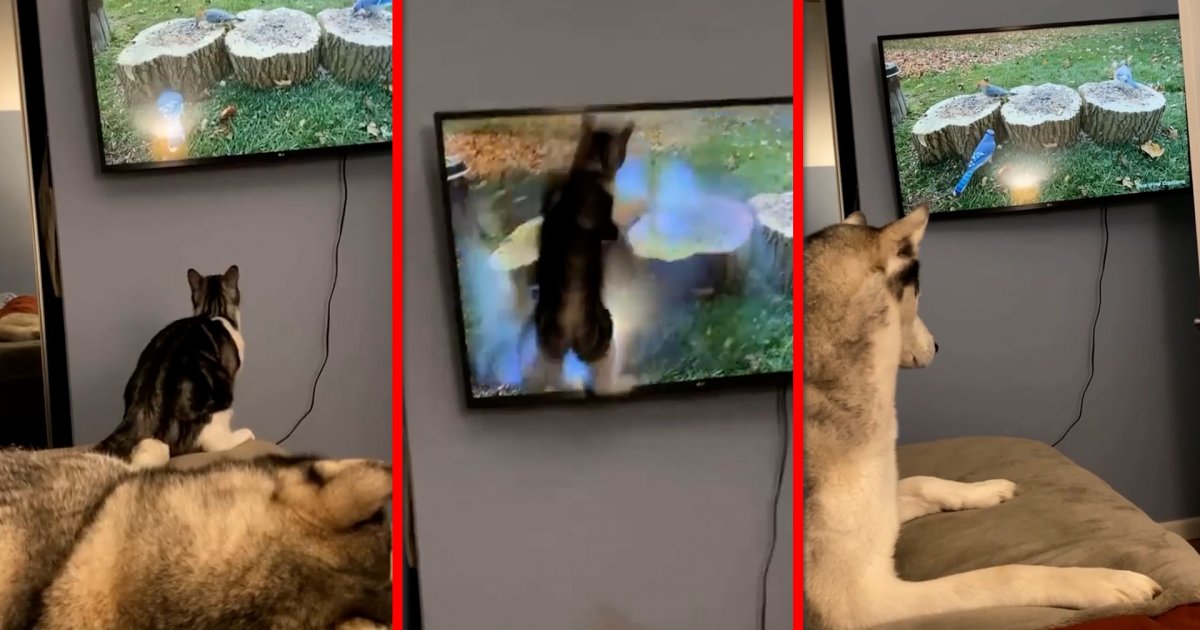 Mačka gledala televizor pa ga "napala": Zamalo razbila ekran ...