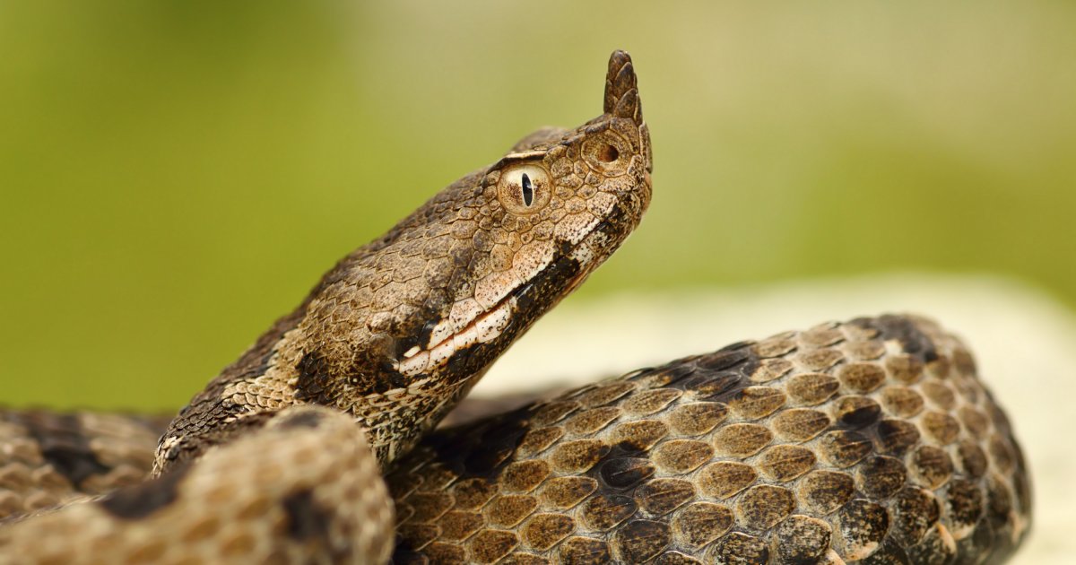 Nišliju ujeo poskok u dvorištu: Primio protivotrov, upućen na odeljenje ...